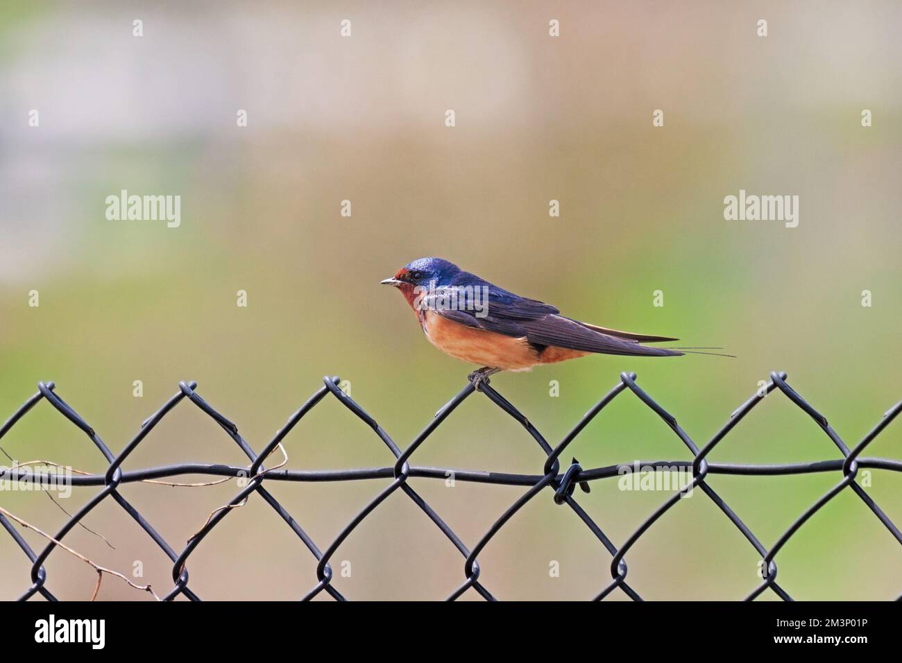 A barn swallow stares straight ahead while perched on a black chain ...