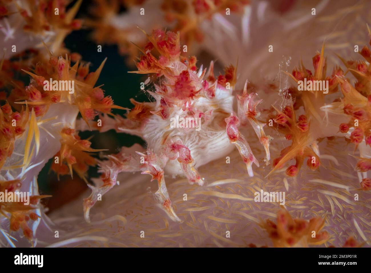 Pink candy crab camouflaging on coral reef Stock Photo - Alamy
