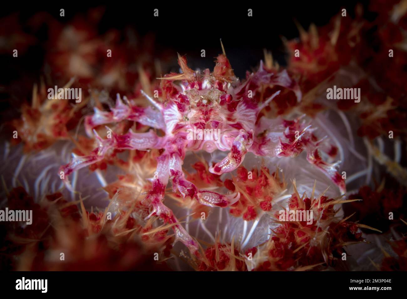 Pink candy crab camouflaging on coral reef Stock Photo - Alamy