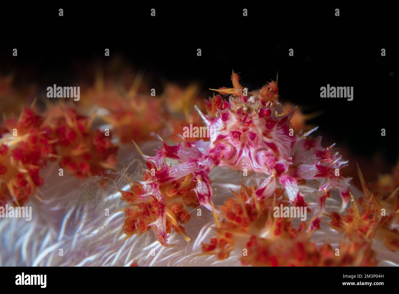 Pink candy crab camouflaging on coral reef Stock Photo - Alamy