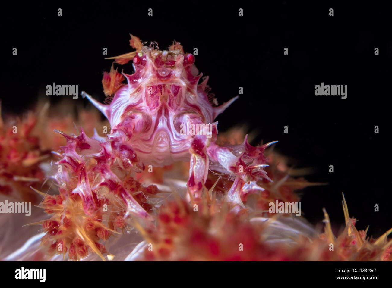 Pink candy crab camouflaging on coral reef Stock Photo - Alamy