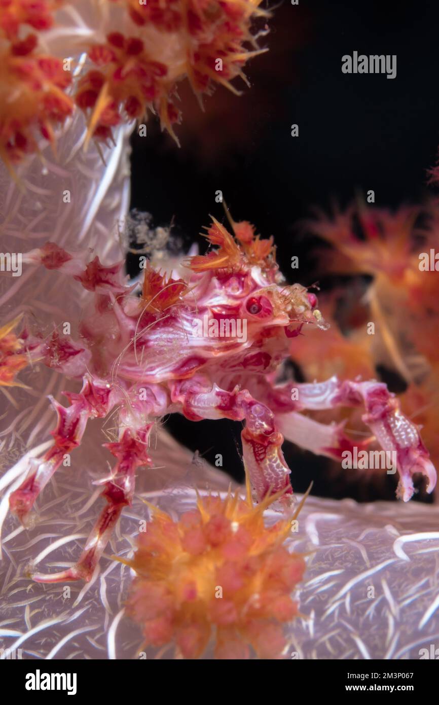 Pink candy crab camouflaging on coral reef Stock Photo - Alamy