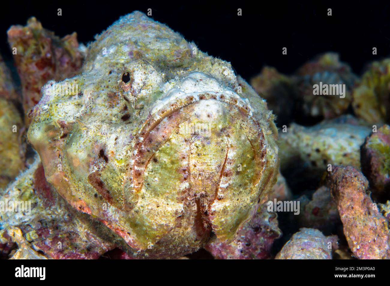 Colorful tropical Coral Reef fish in the Indo - Pacific ocean - The ...