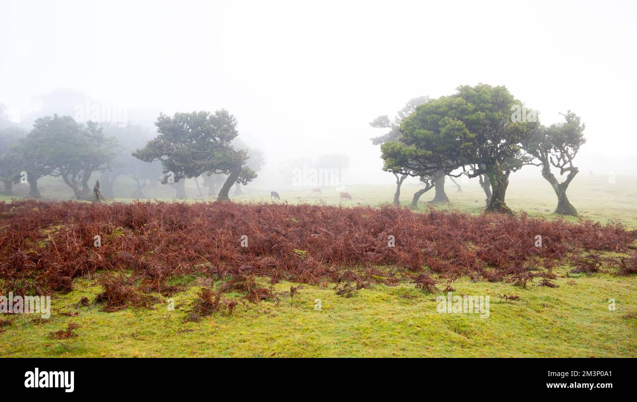 Fanal forest in Madeira Stock Photo - Alamy