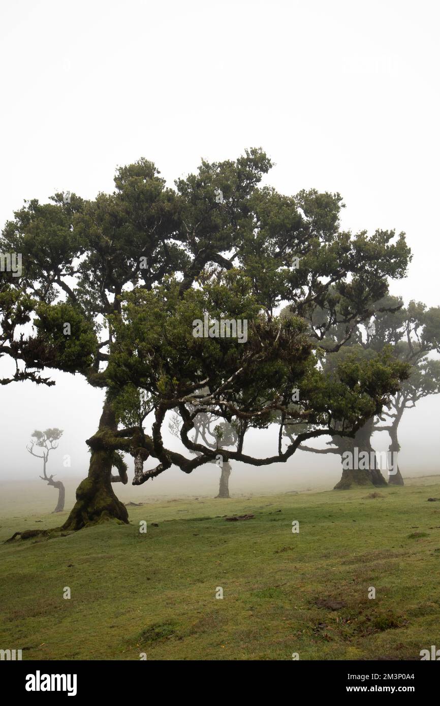 Fanal forest in Madeira Stock Photo - Alamy