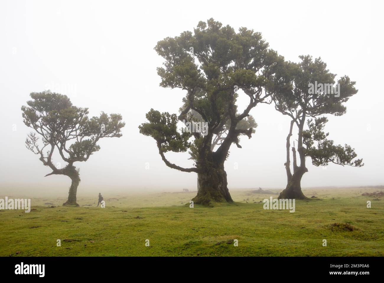 Fanal forest in Madeira Stock Photo - Alamy