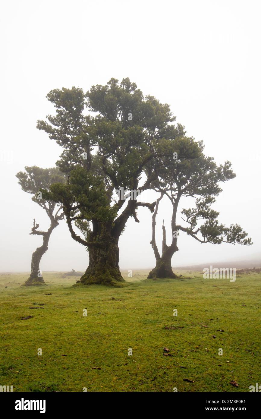 Fanal forest in Madeira Stock Photo - Alamy