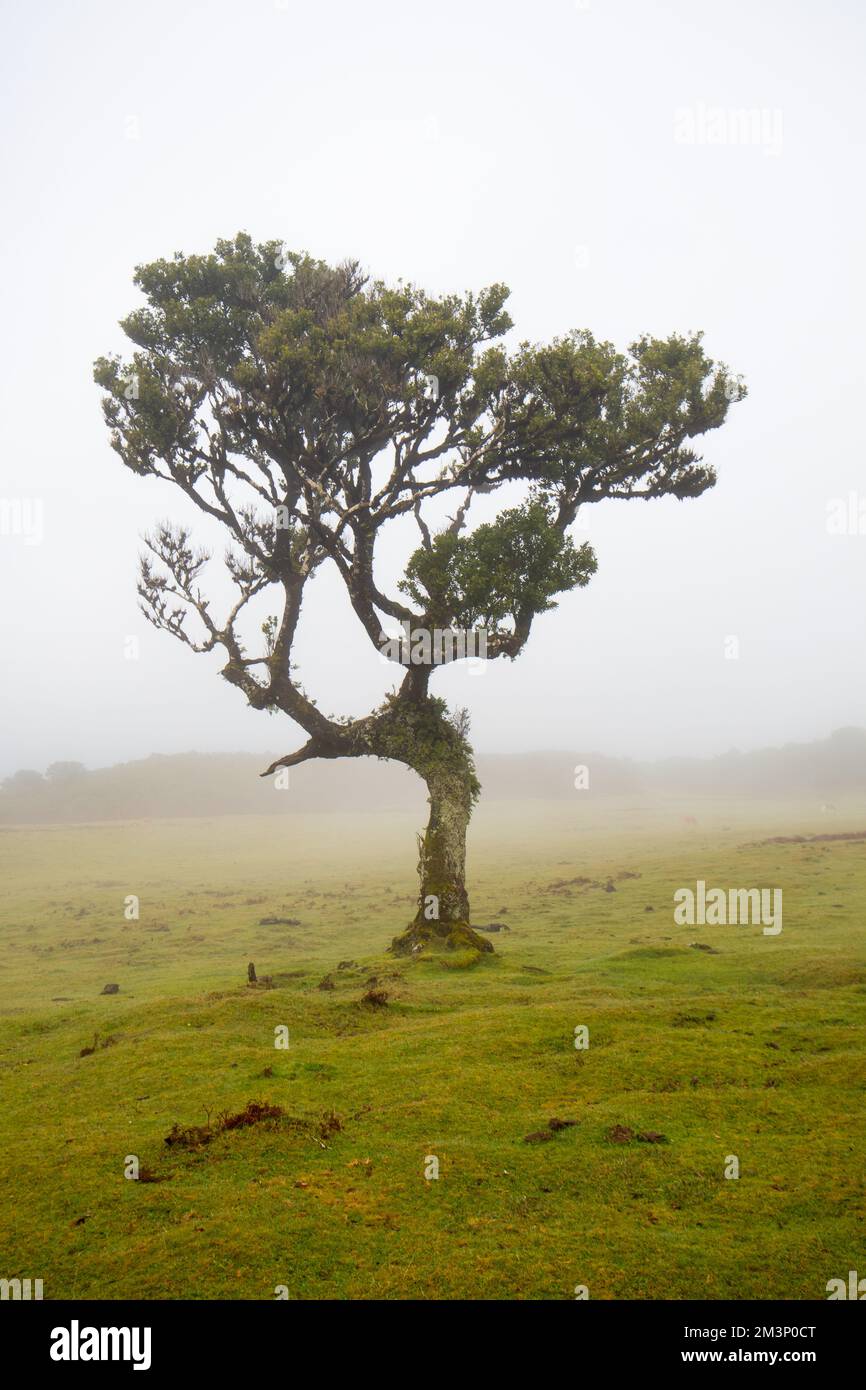 Fanal forest in Madeira Stock Photo - Alamy