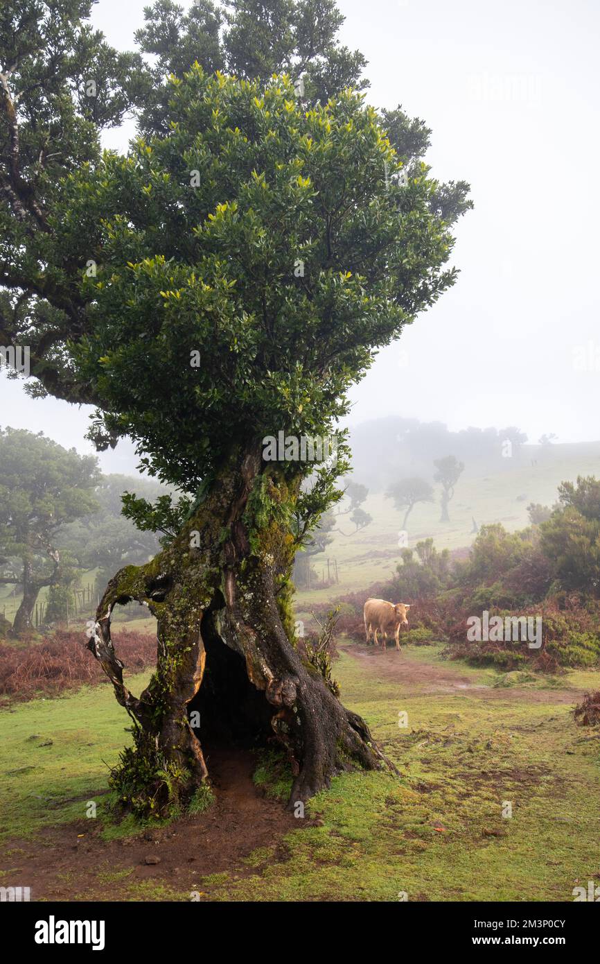 Posto florestal do fanal hi-res stock photography and images - Alamy