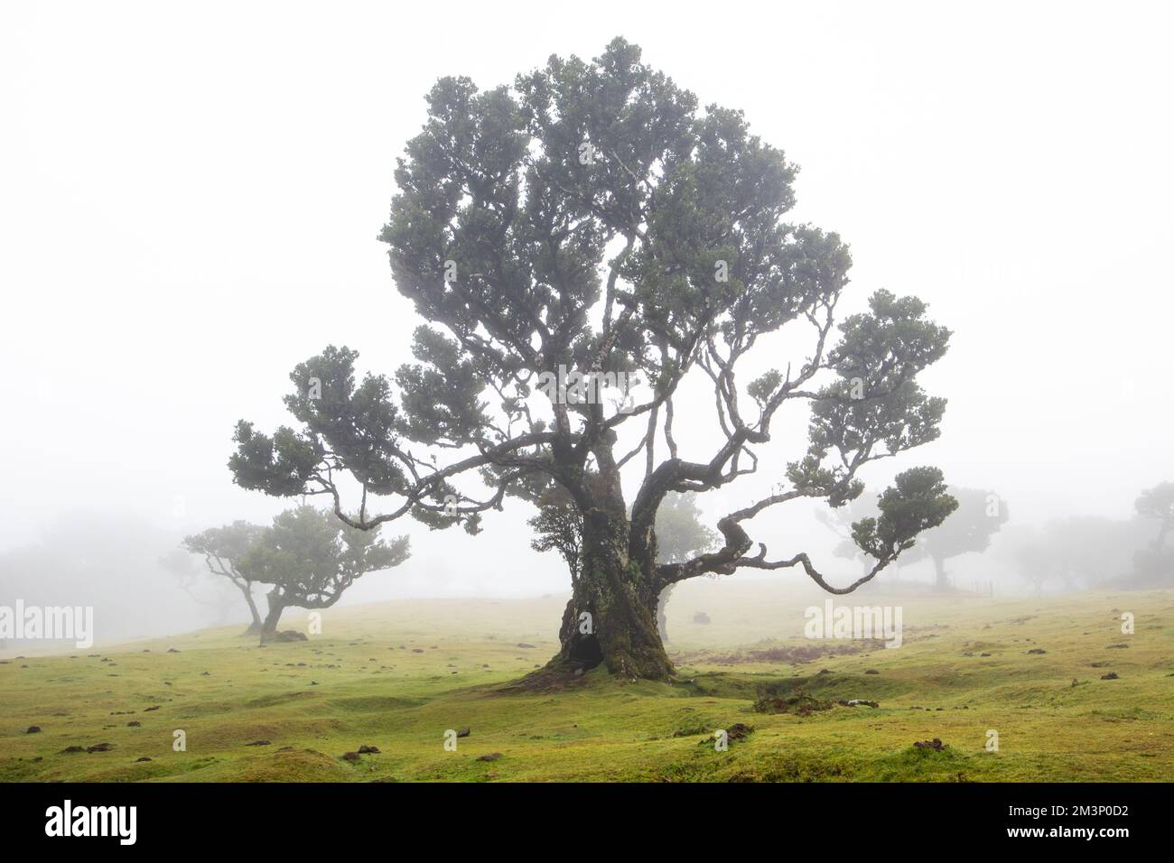 Fanal forest in Madeira Stock Photo - Alamy