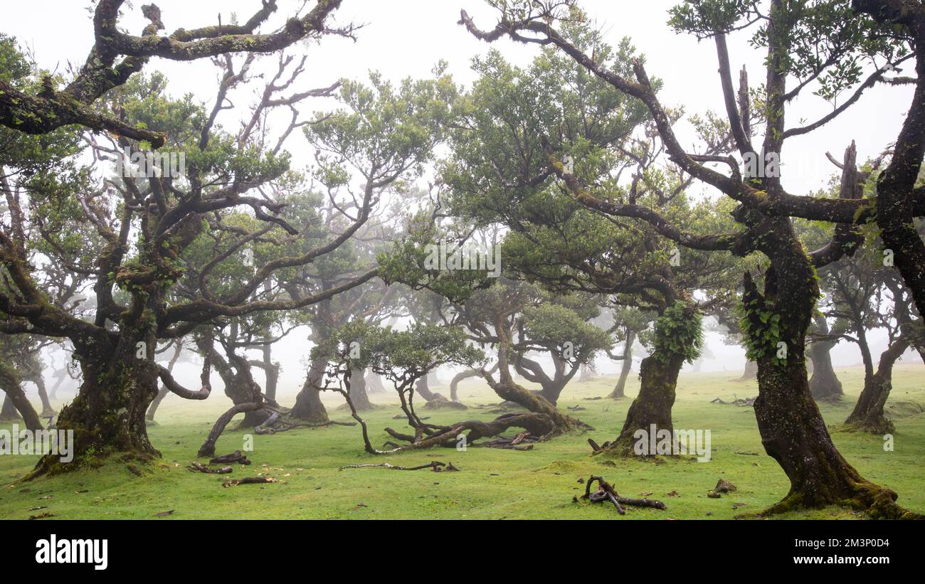 Fanal forest in Madeira Stock Photo - Alamy