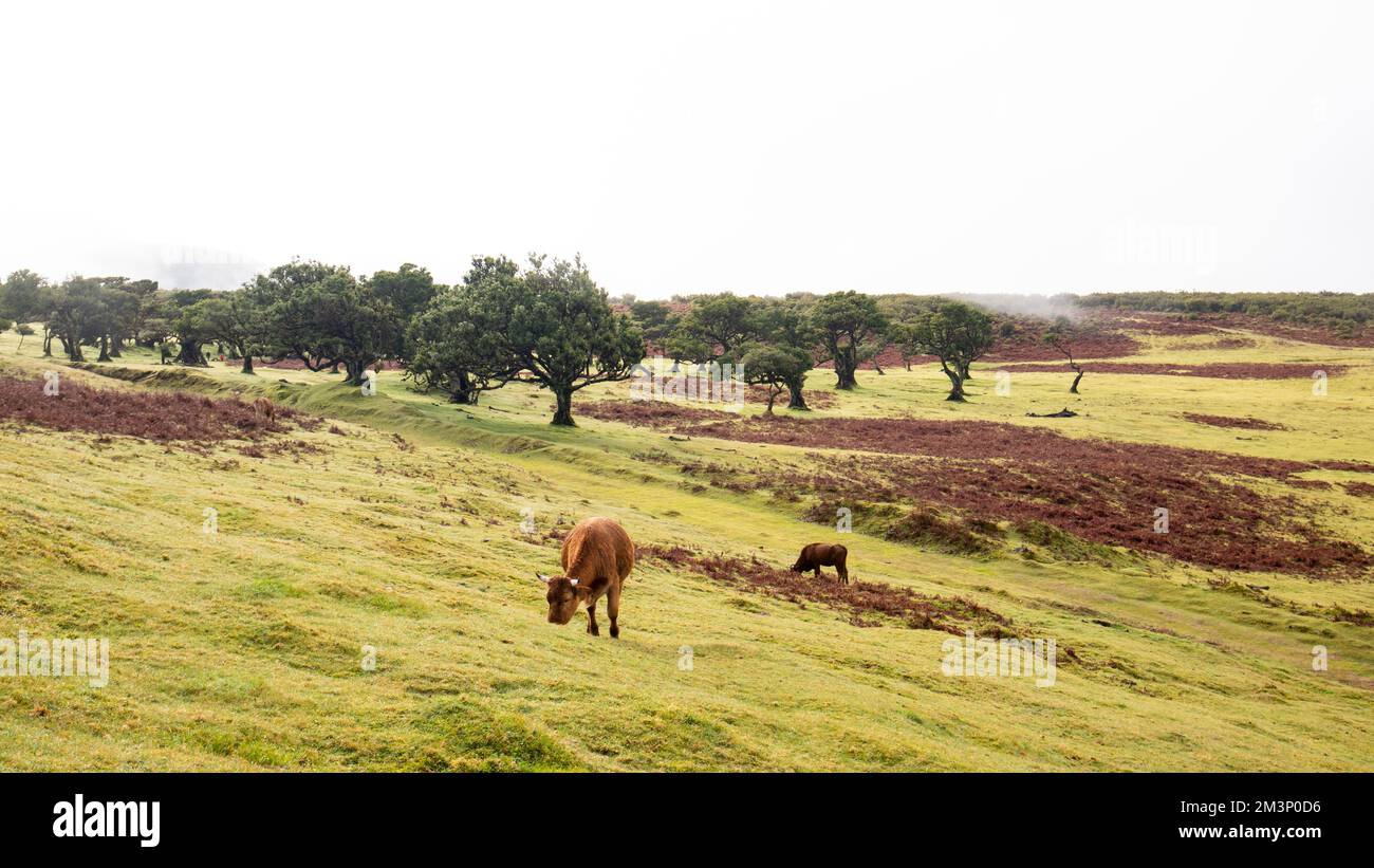 Fanal forest in Madeira Stock Photo - Alamy