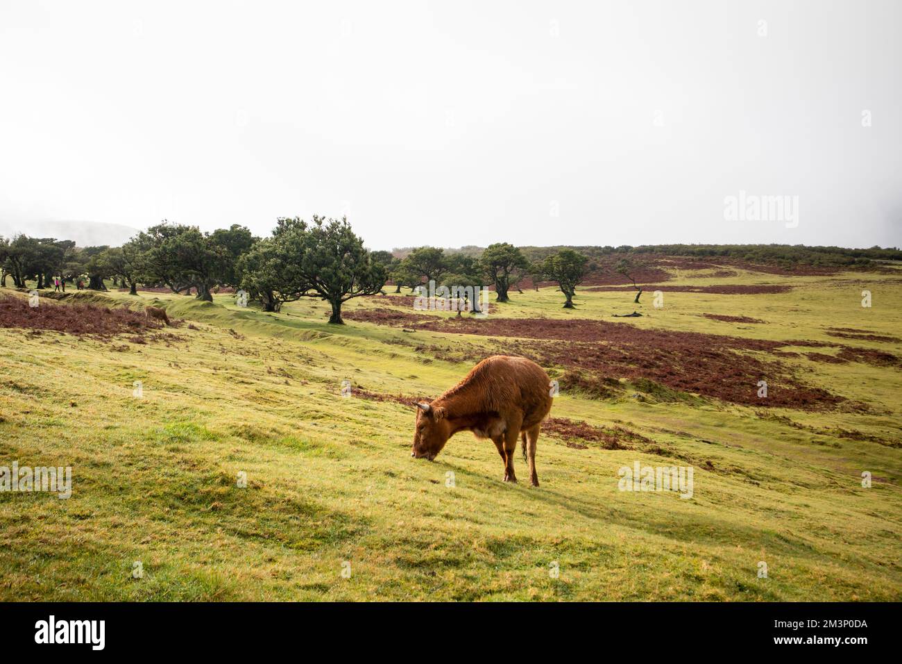 Fanal forest in Madeira Stock Photo - Alamy