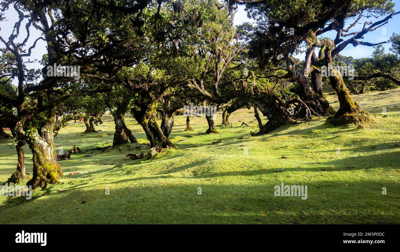 Fanal forest in Madeira Stock Photo - Alamy