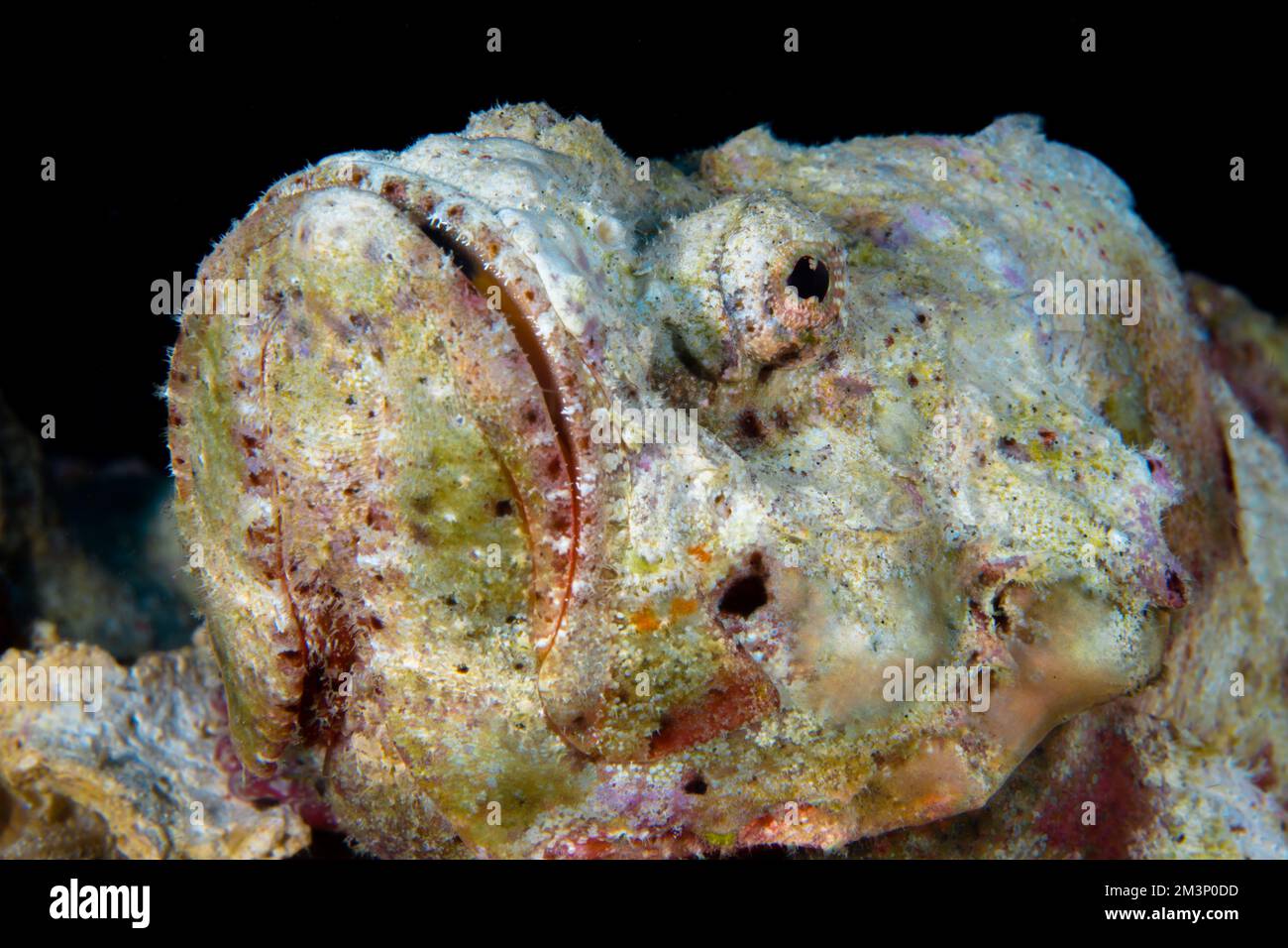 Colorful tropical Coral Reef fish in the Indo - Pacific ocean - The ...