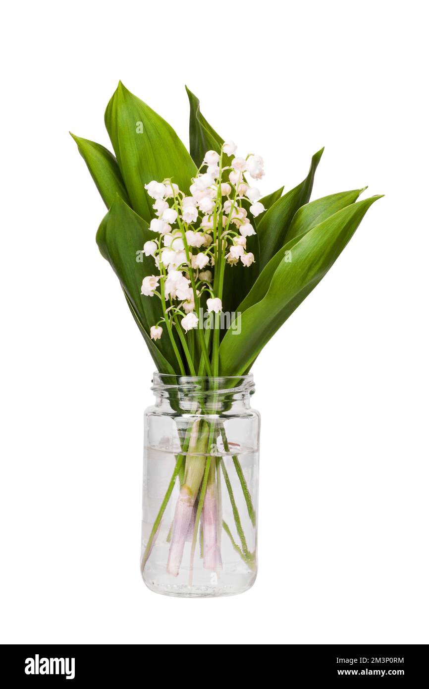 Close up plant flower convallaria hi-res stock photography and images ...