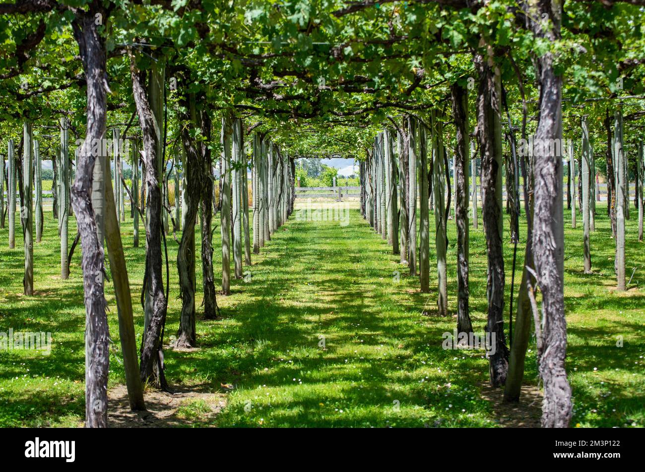 A scenic view of an alley of grape vines of trellis system in Blenheim ...