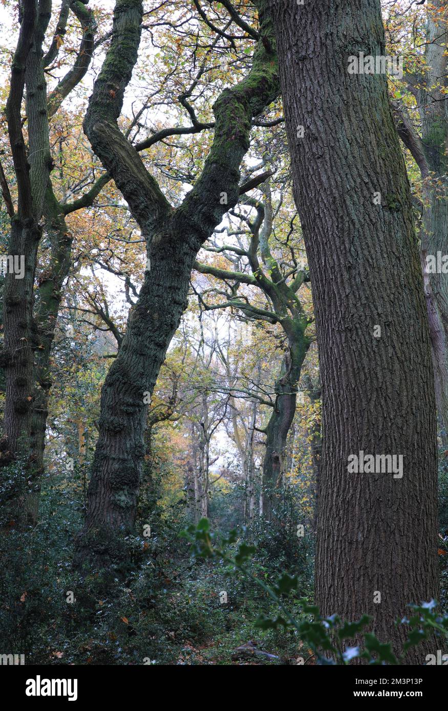 A vertical of a moody dense green forest in Sutton park, Birmingham, UK ...