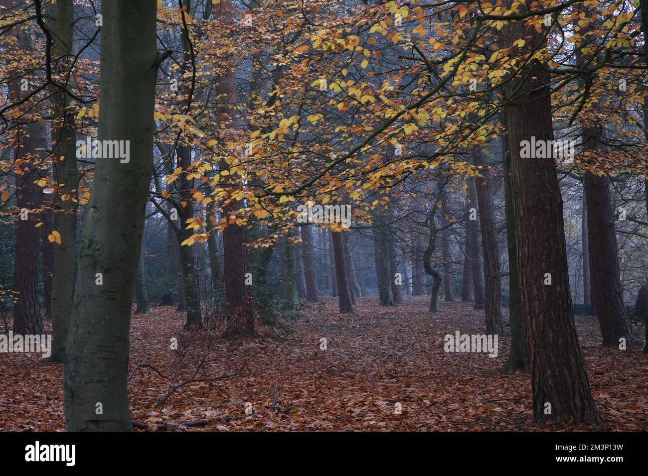 A scenic view of an autumn forest in Sutton park, Birmingham, UK Stock ...