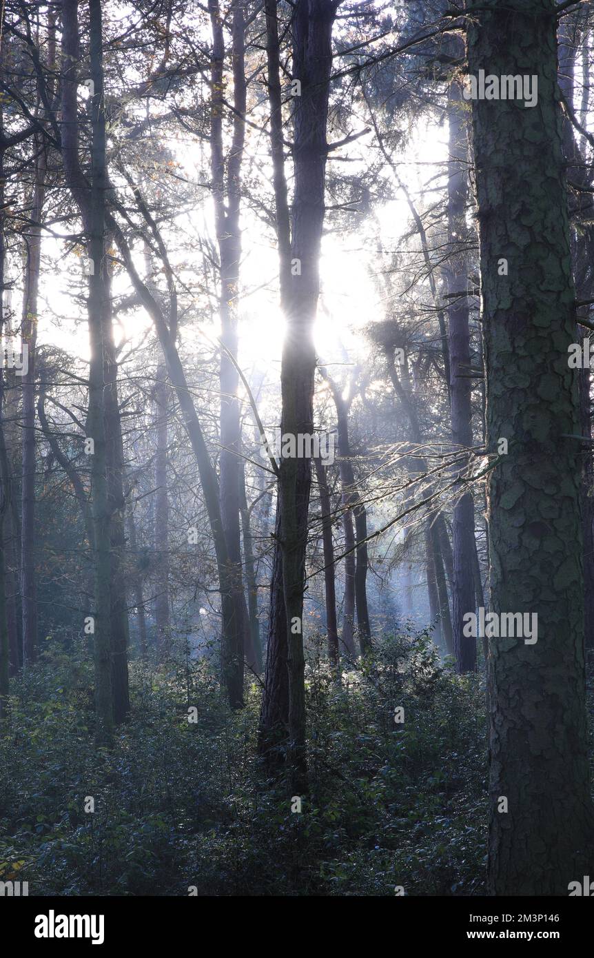 A vertical of an autumn forest in Sutton park, Birmingham, UK Stock ...