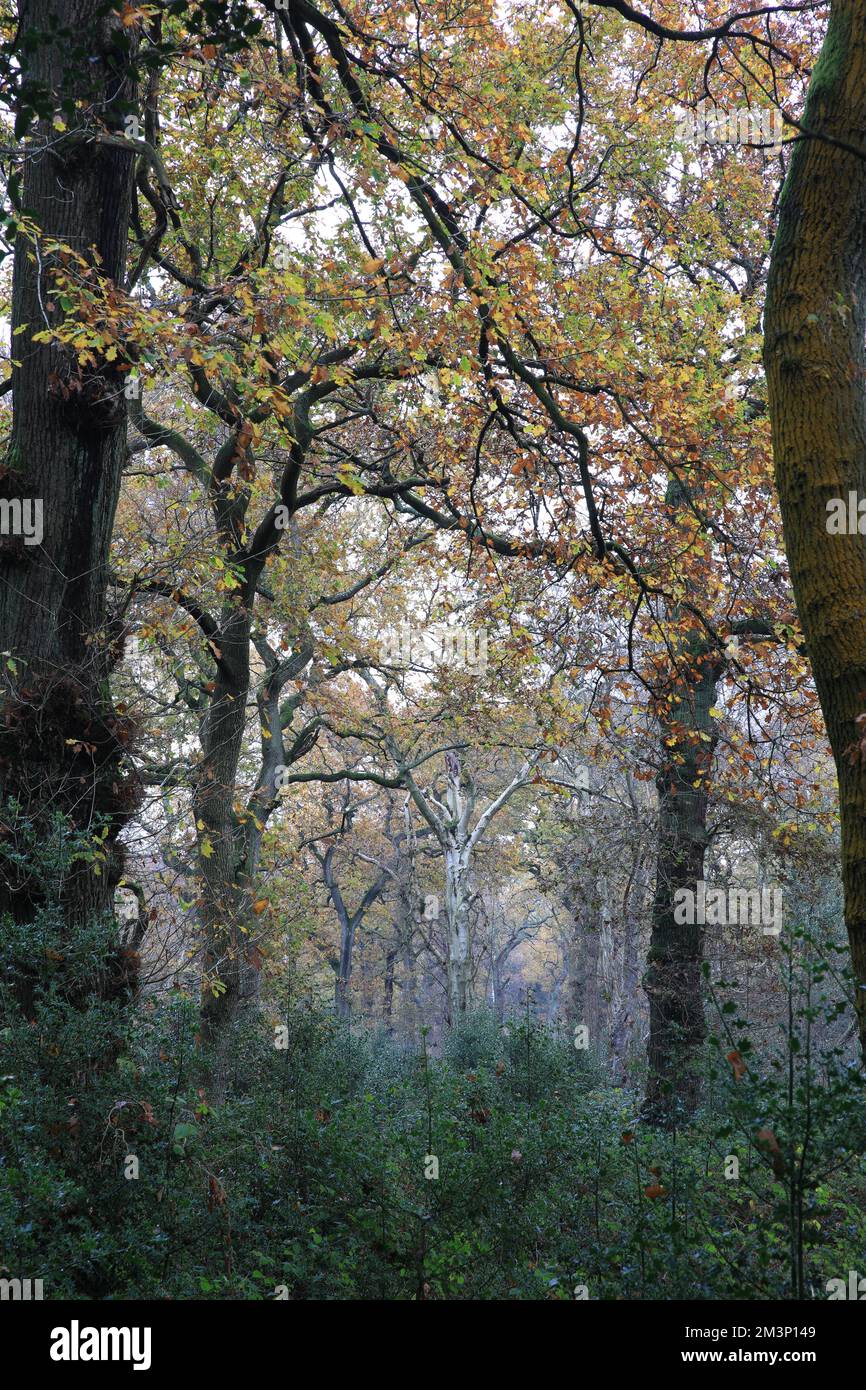 A vertical of a moody dense green forest in Sutton park, Birmingham, UK ...
