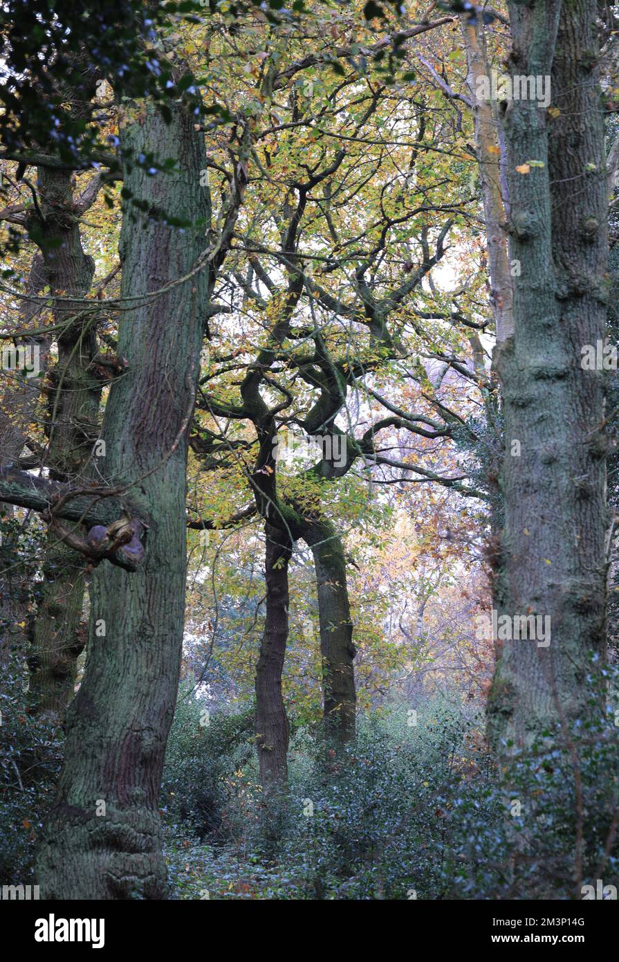A vertical of a moody dense green forest in Sutton park, Birmingham, UK ...
