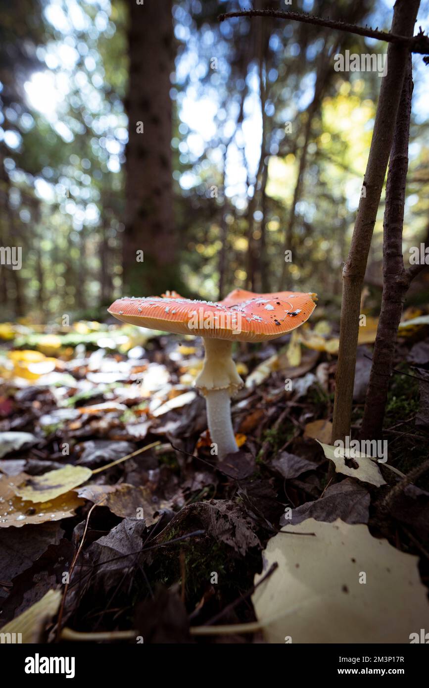 A vertical closeup shot of wild fungi growing on a forest floor Stock ...