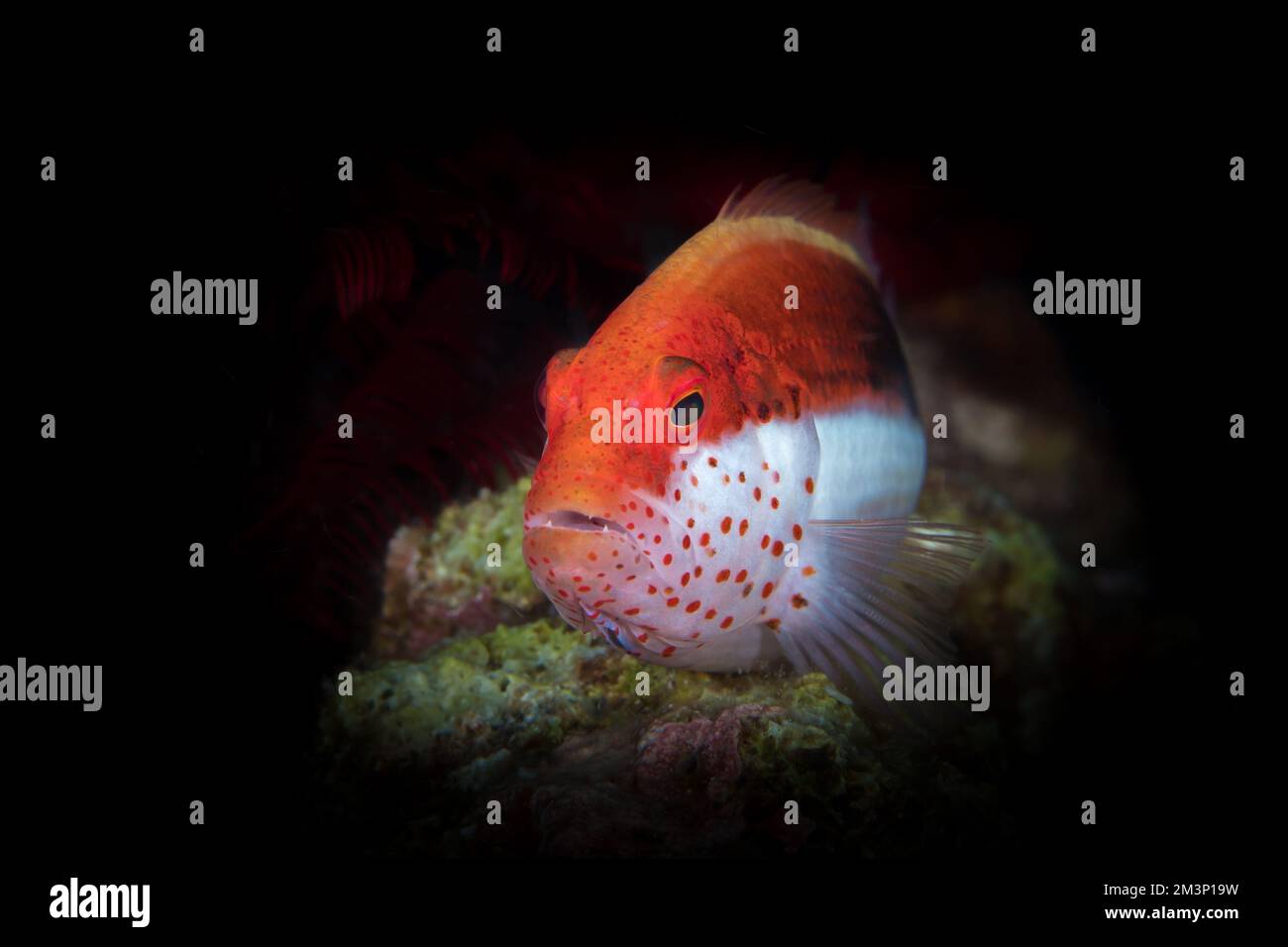 Colorful tropical Coral Reef fish in the Indo - Pacific ocean - The ...