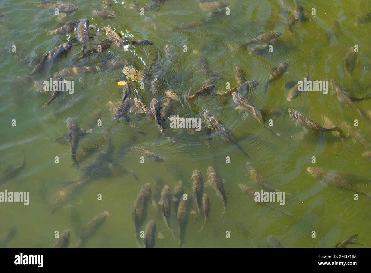 Lots of fish in the pond in the park. School of fish close to the ...