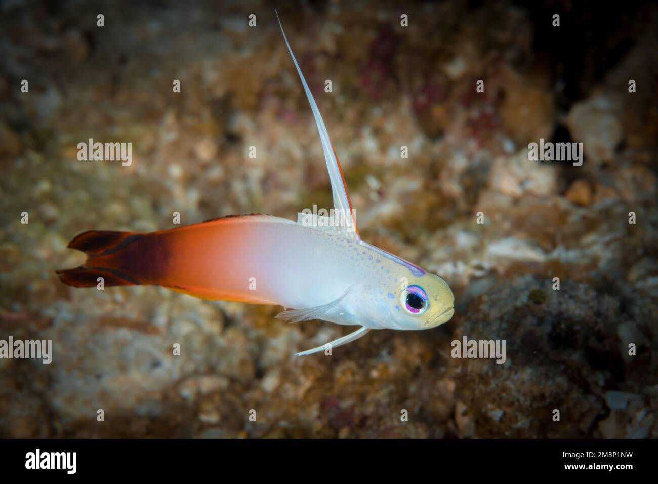 Fire dartfish swimming above healthy coral reef Stock Photo - Alamy