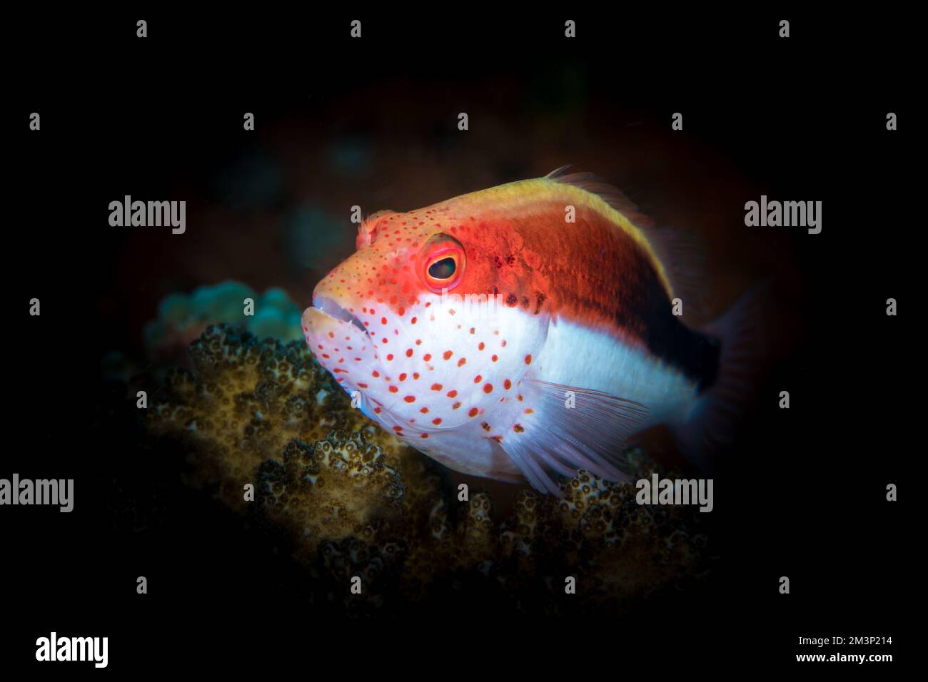 Fiji and belize hi-res stock photography and images - Alamy