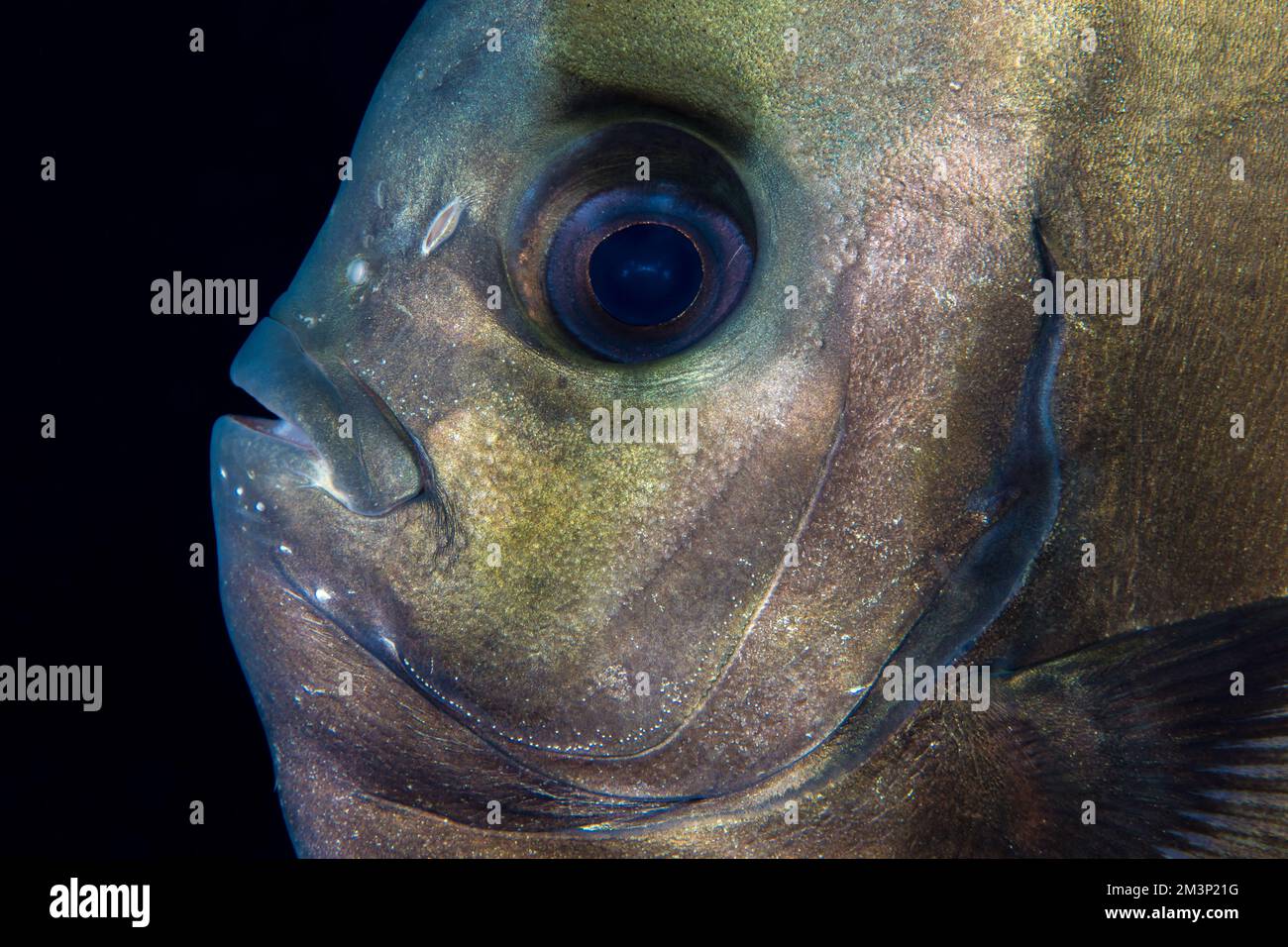 Colorful tropical Coral Reef fish in the Indo - Pacific ocean - The ...