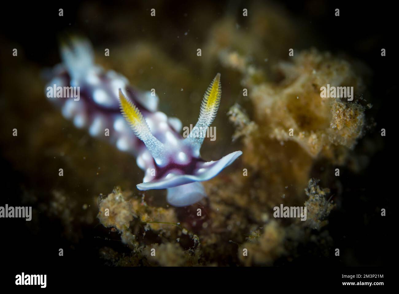 Colorful nudibranch sea slug on coral reef in papua Stock Photo - Alamy