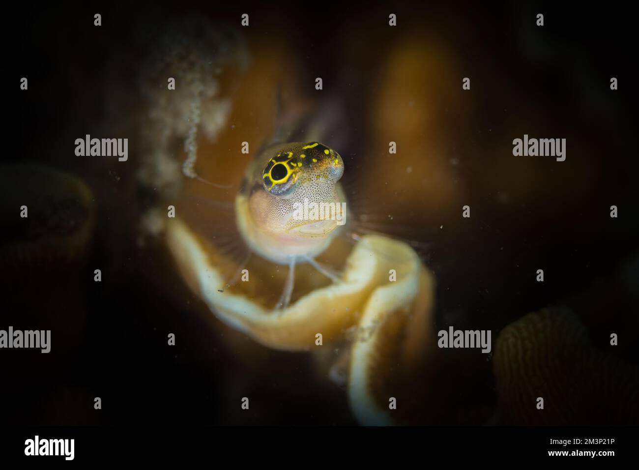 Beautiful colorful saltwater goby on coral reef in the Pacific Stock ...
