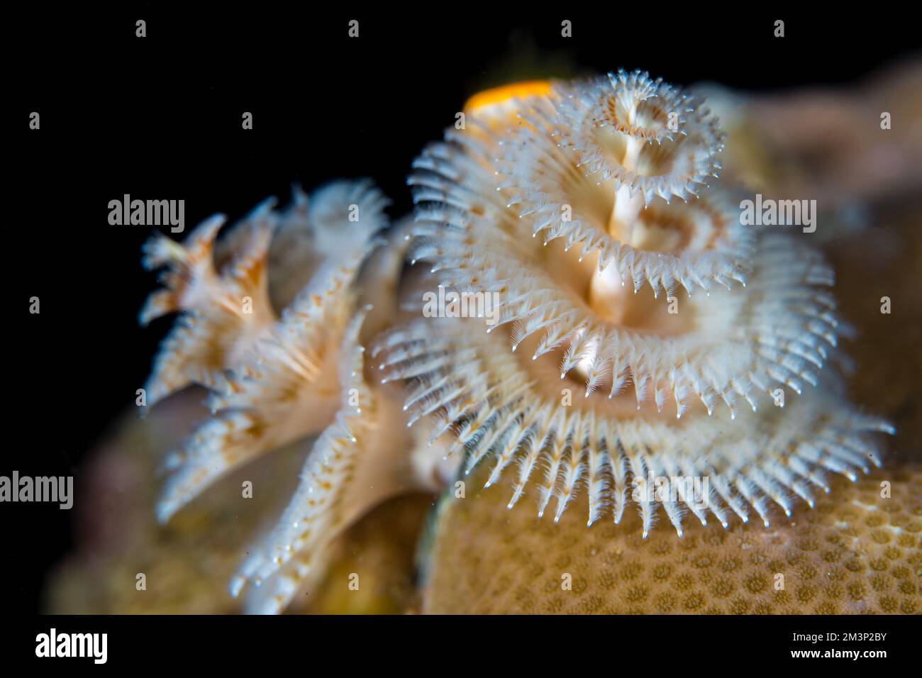 Finding underwater invertebrates on coral reef in the pacific Ocean ...