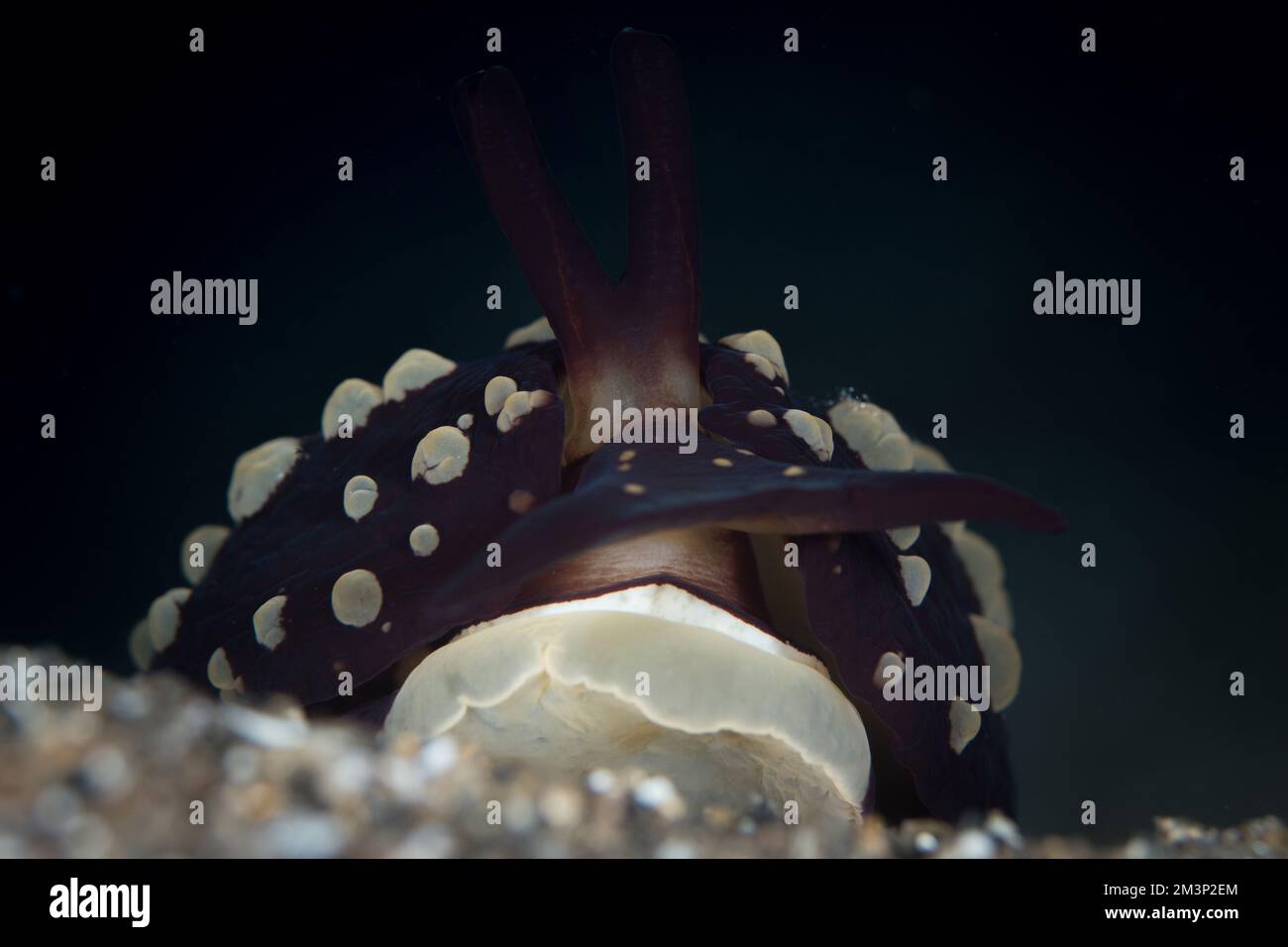 Colorful nudibranch sea slug on coral reef in papua Stock Photo - Alamy