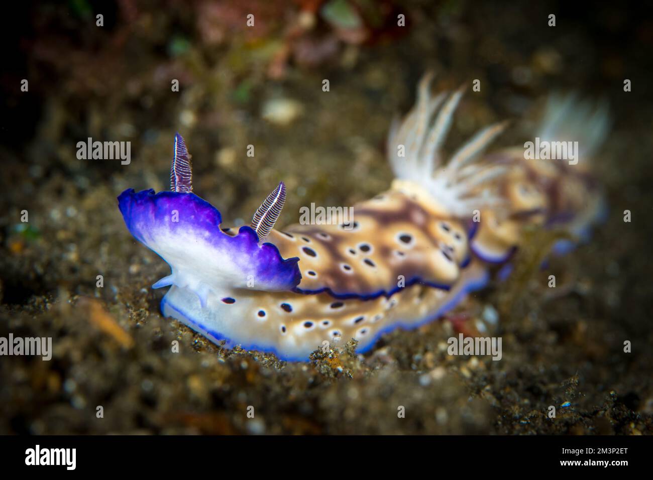 Colorful nudibranch sea slug on coral reef in papua Stock Photo - Alamy