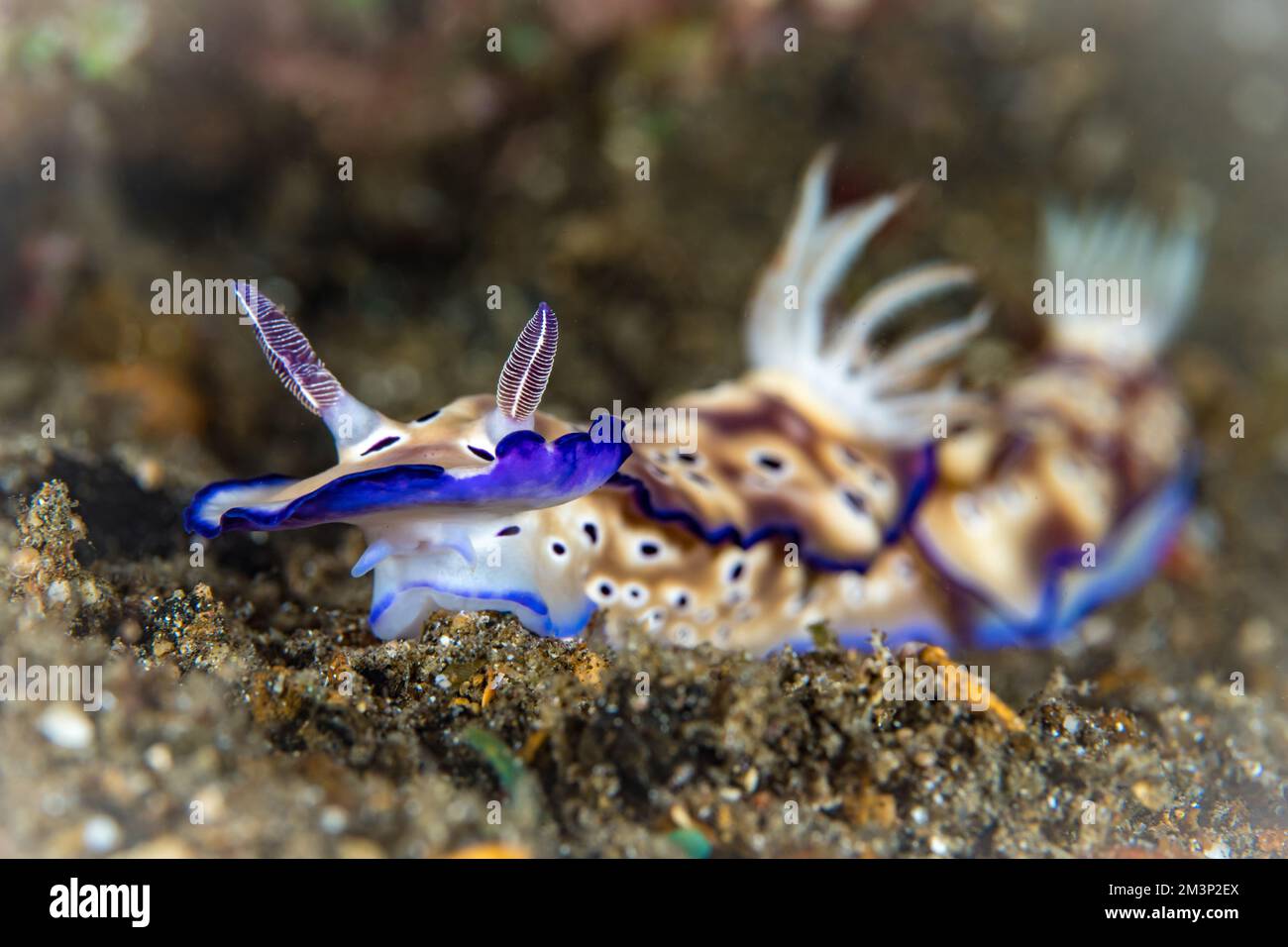 Colorful nudibranch sea slug on coral reef in papua Stock Photo - Alamy