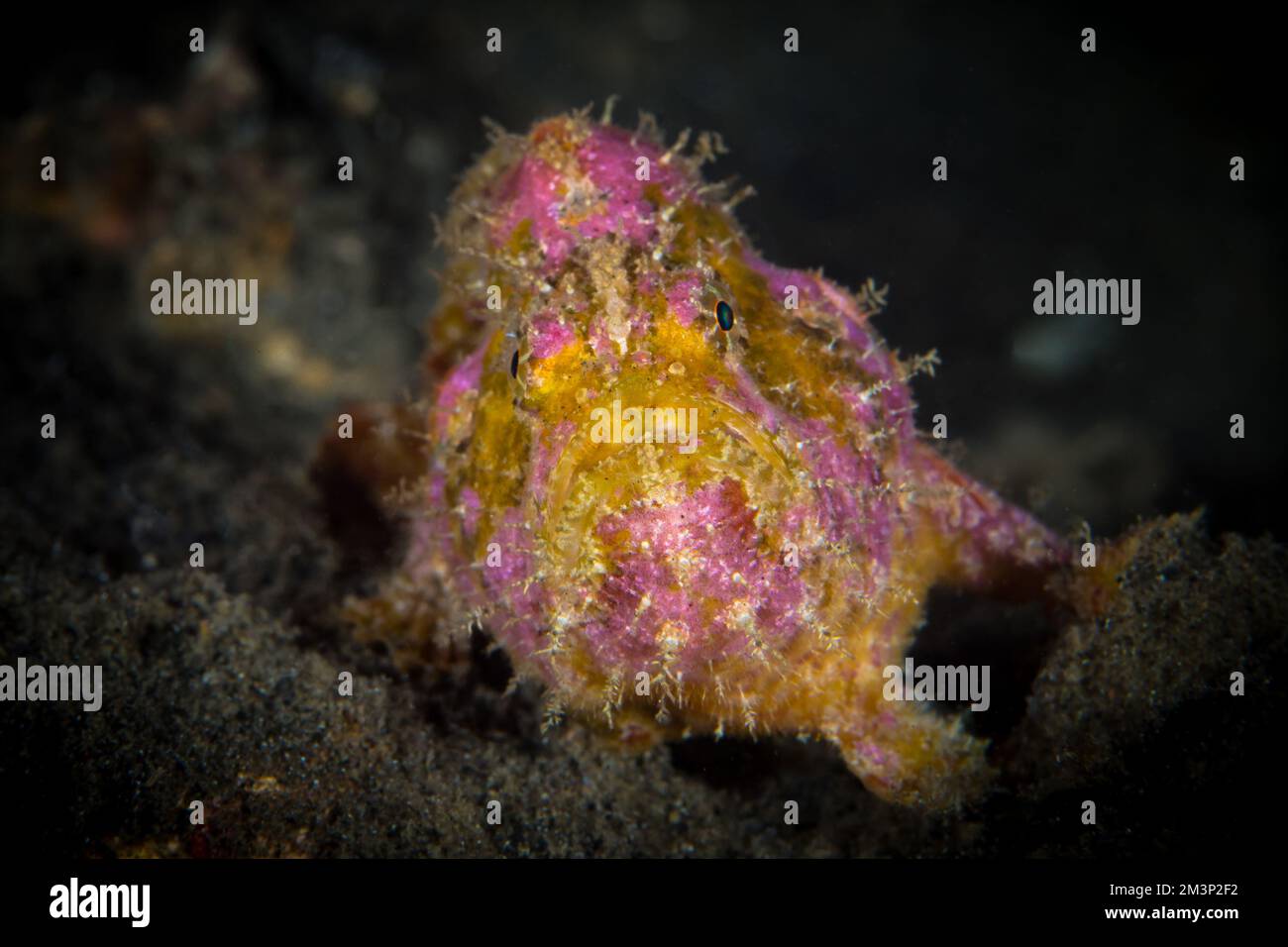 Colorful tropical Coral Reef fish in the Indo - Pacific ocean - The ...