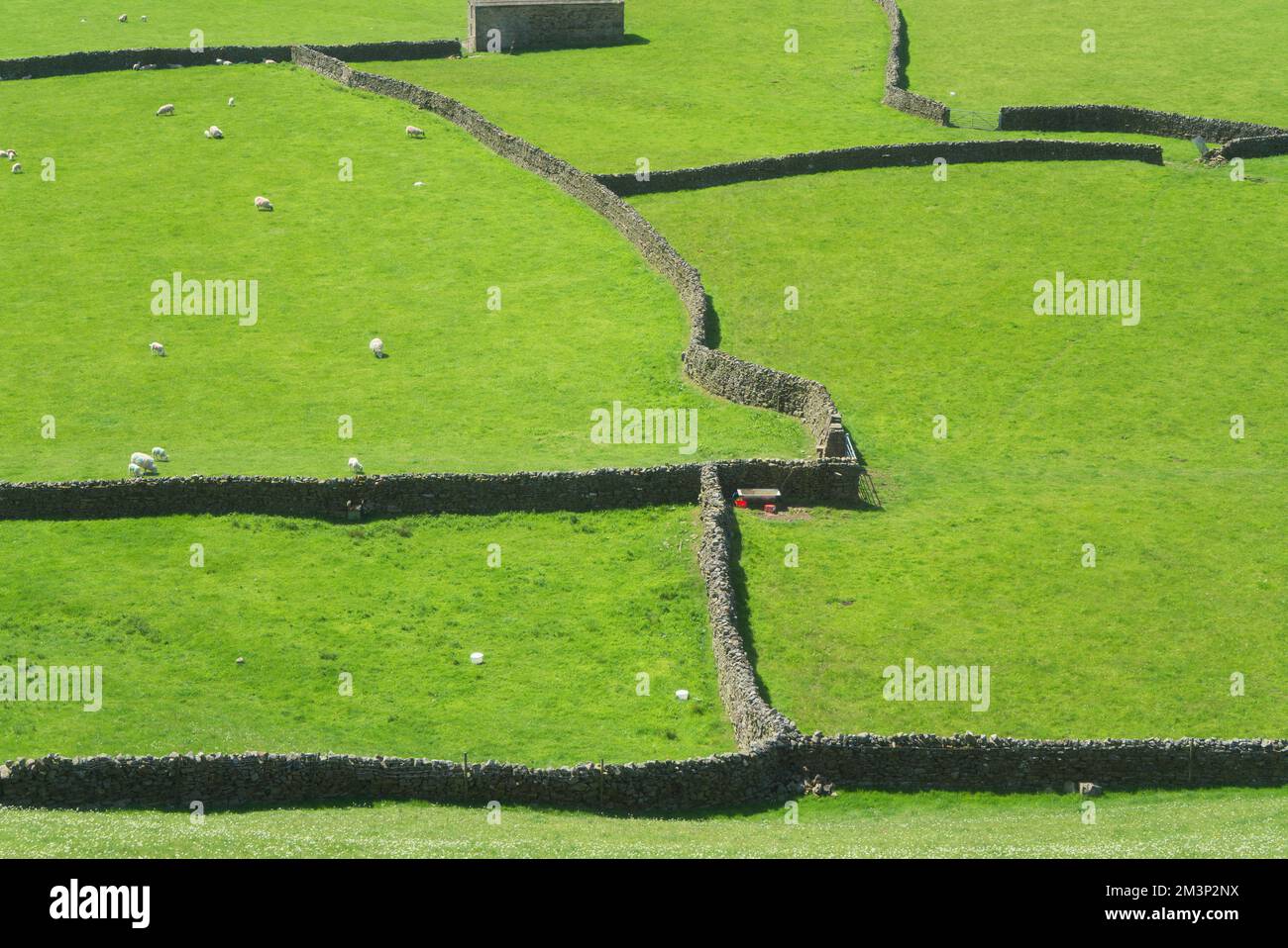 Looking south over Swaledale, at Gunnerside. Barns and dry stone walls ...