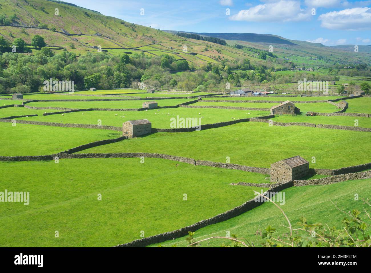 Looking south over Swaledale, at Gunnerside. Barns and dry stone walls ...