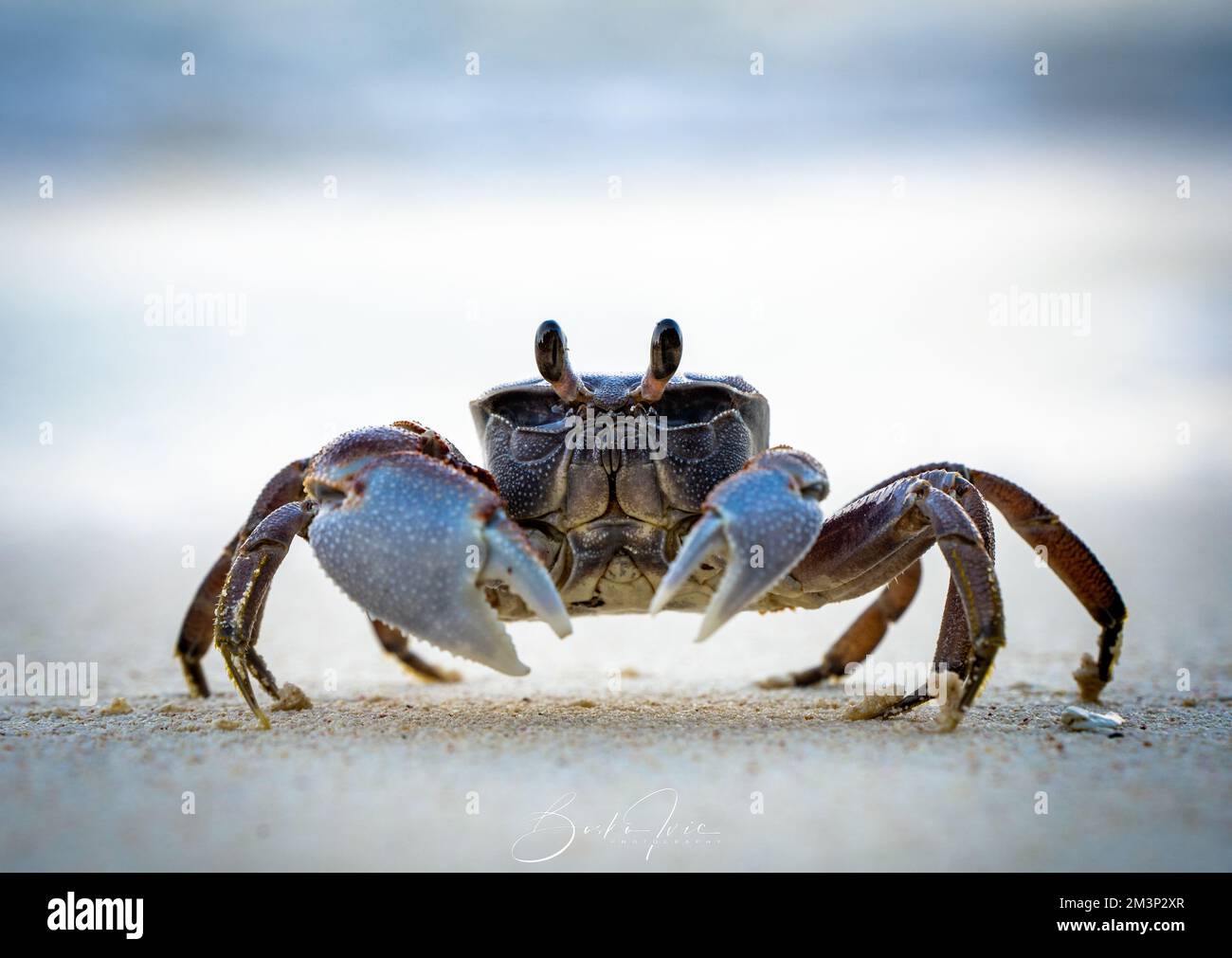 A closeup shot of a small crab crawling around on a sandy beach Stock ...