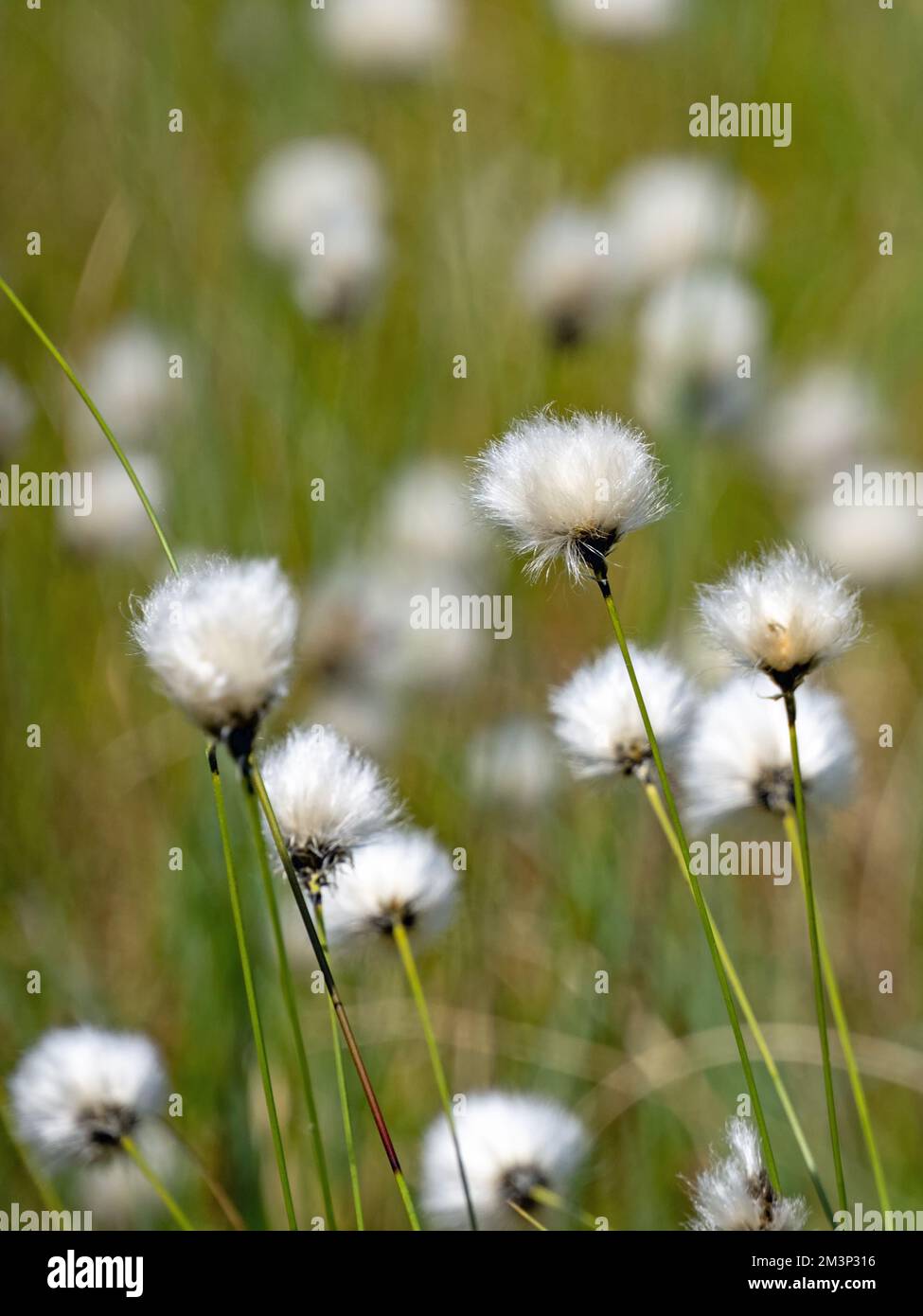 Mecklenburg lake district national park hi-res stock photography and ...