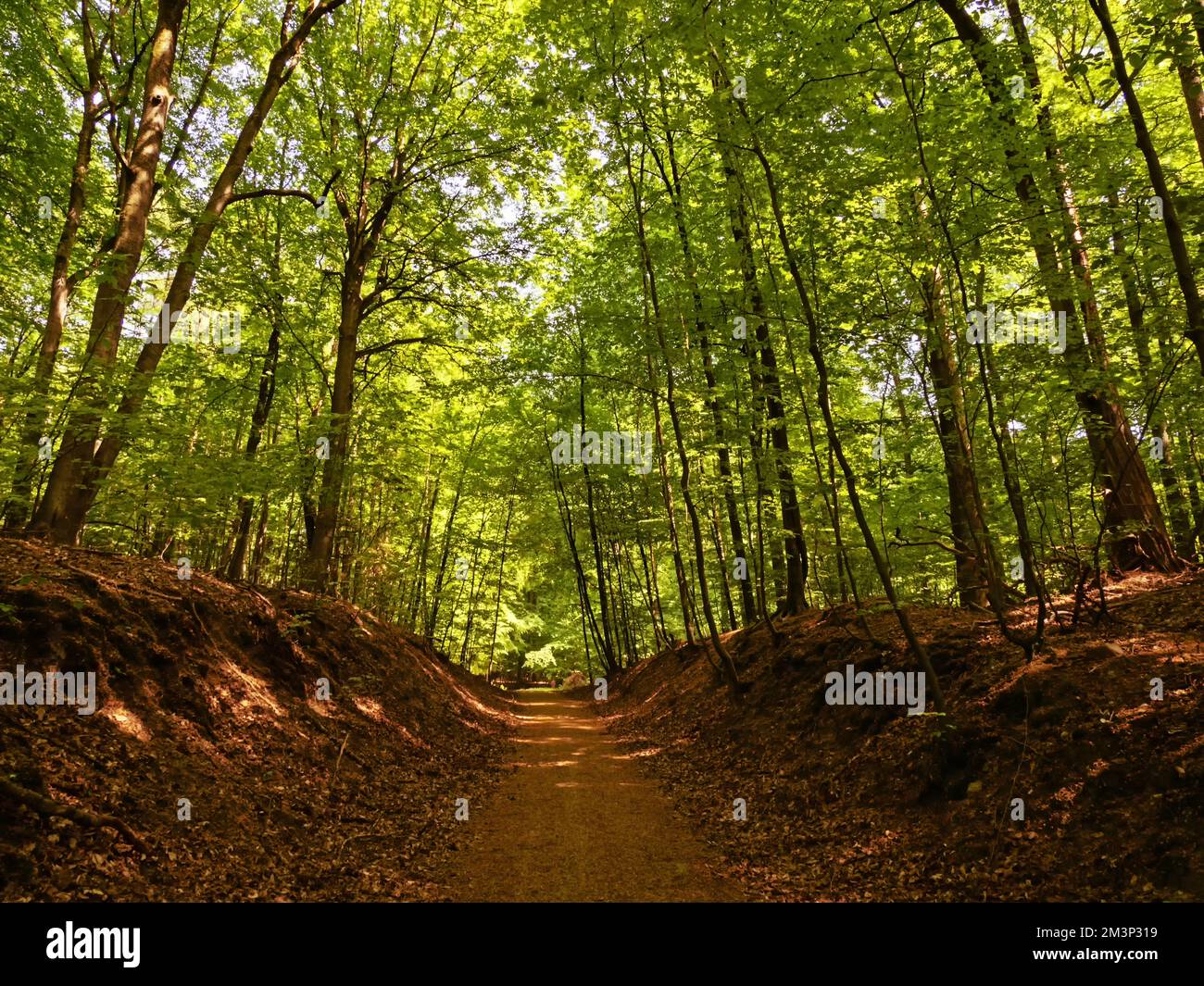 Hiking trail through Serrahn Forest beech forest in Mecklenburg-Western ...