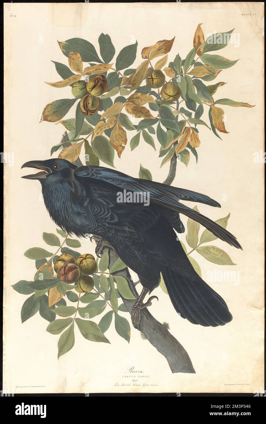 Raven : Corvus corax. Male. Thick shell-bark hickory. Juglans lacinosa ...