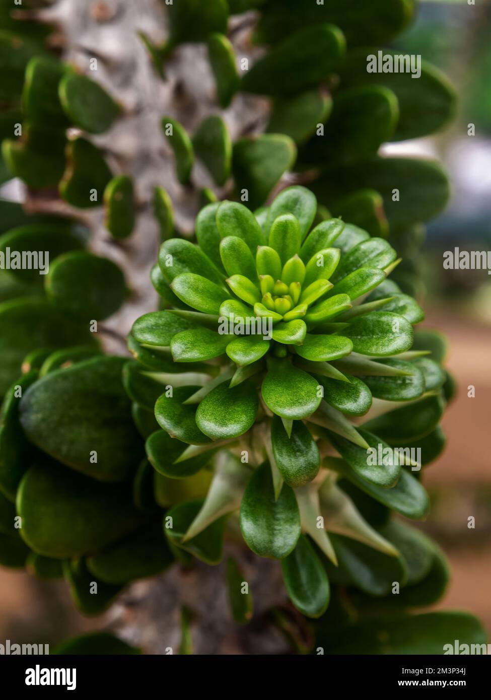 leaf buds of Alluaudia procera Drake cactus Stock Photo - Alamy