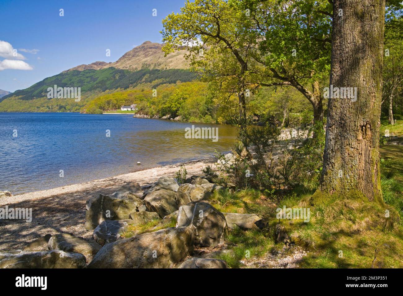 Spring colours on Loch Lomond, Rowardennan, Youth Hostel, Ben Lomond ...