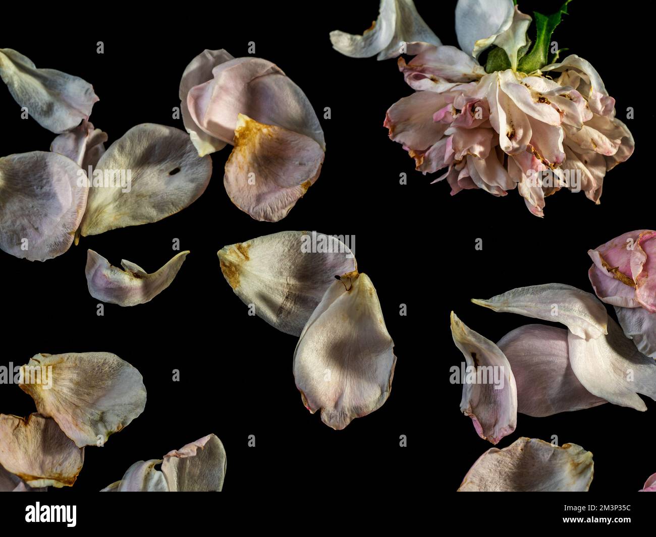 The wounded petals of a withering rose on black background Stock Photo ...