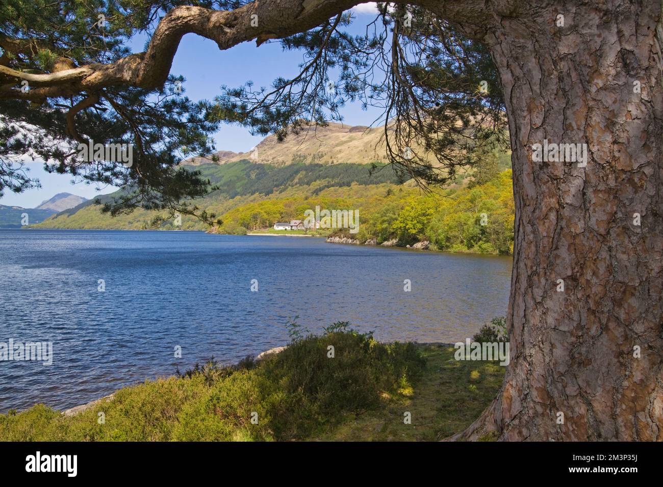 Spring colours on Loch Lomond, Rowardennan, Youth Hostel, Ben Lomond ...