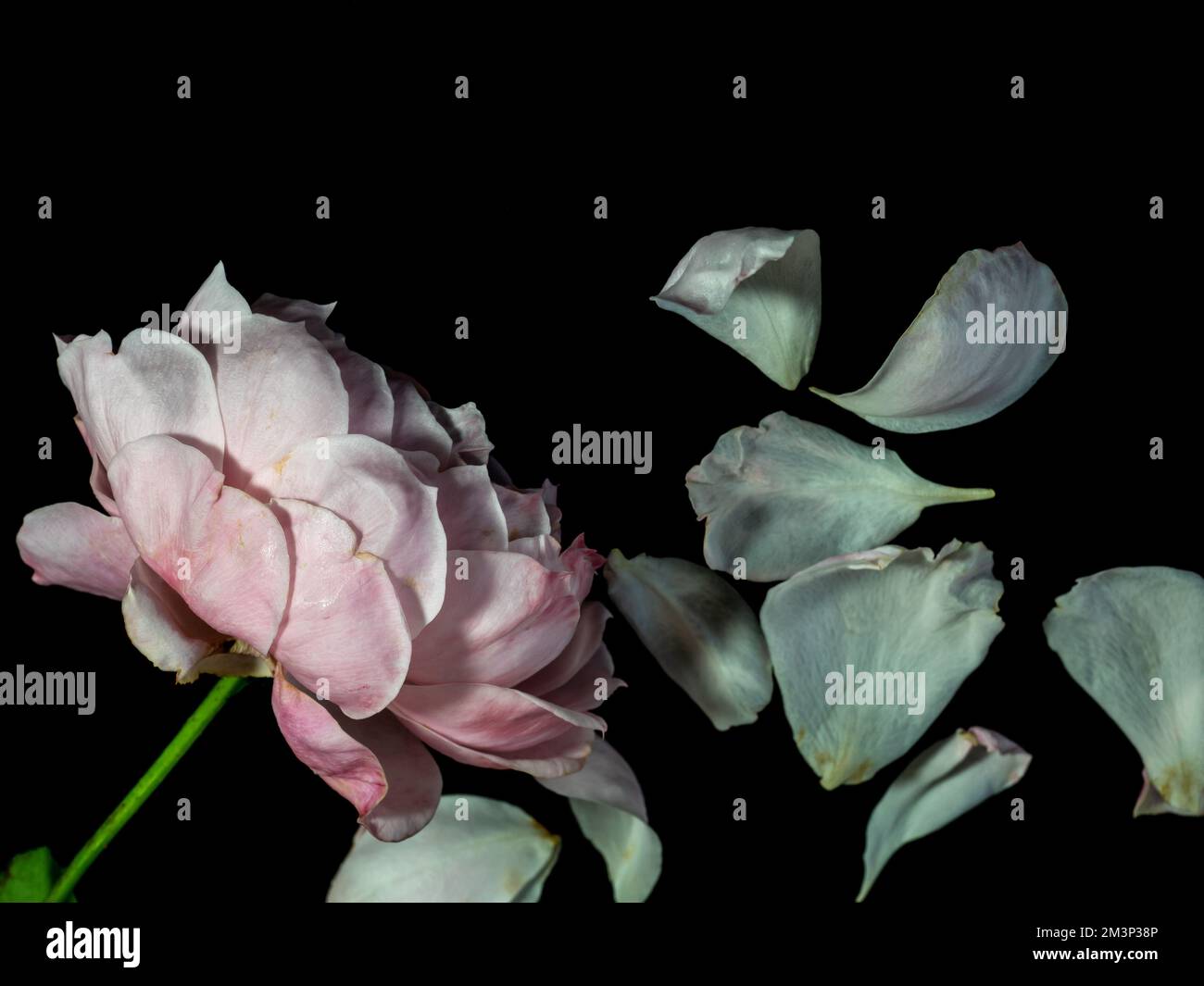 The wounded petals of a withering Plume the japanese roses Stock Photo ...